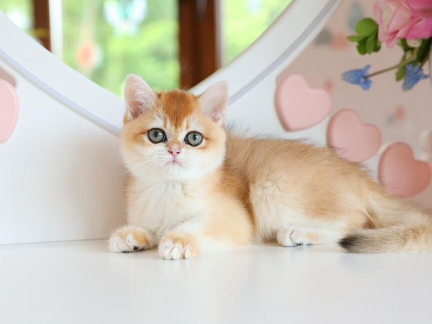 Милый Британский котенок