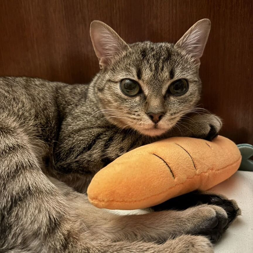 Кошка ищет дом