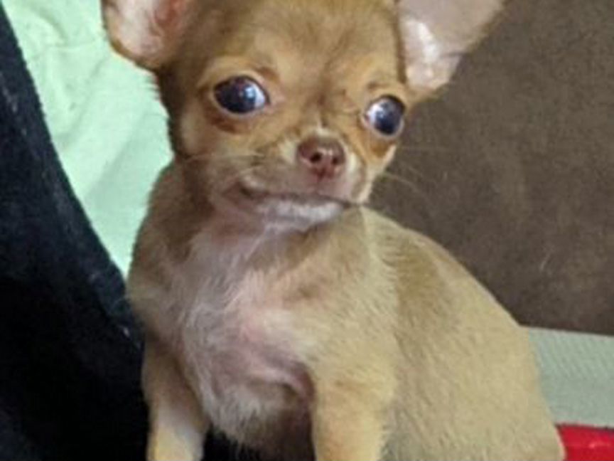 Мини,именно мини, девочка чи