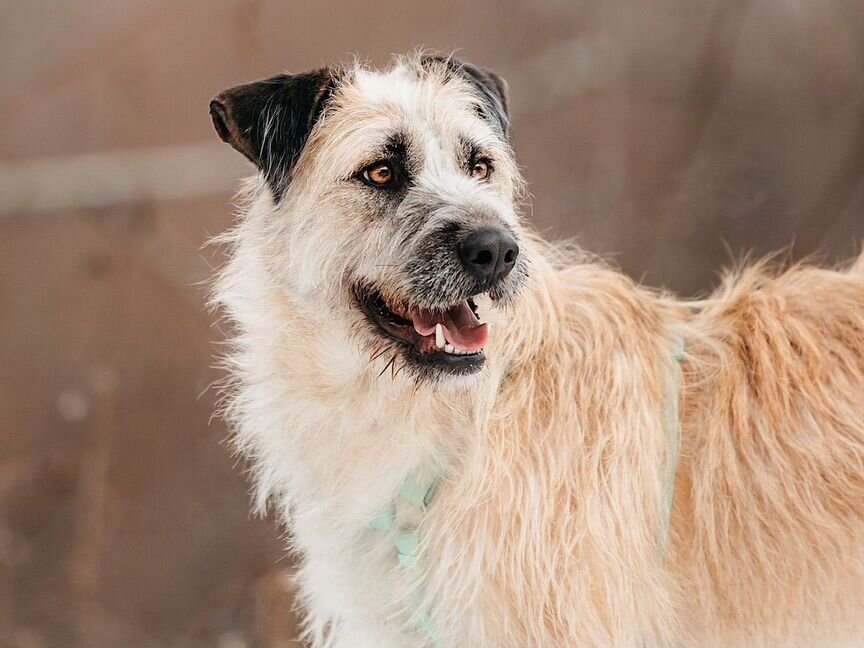 Нежная собака из приюта в добрые руки