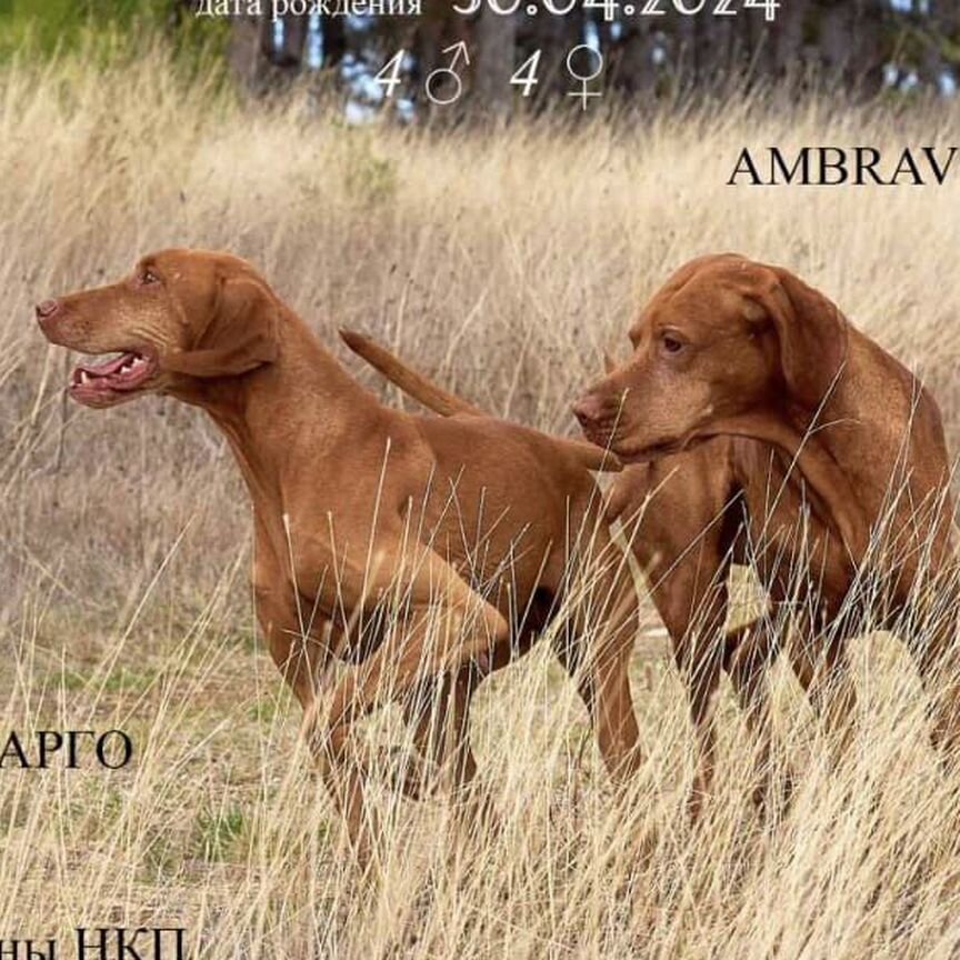 Венгерская выжла