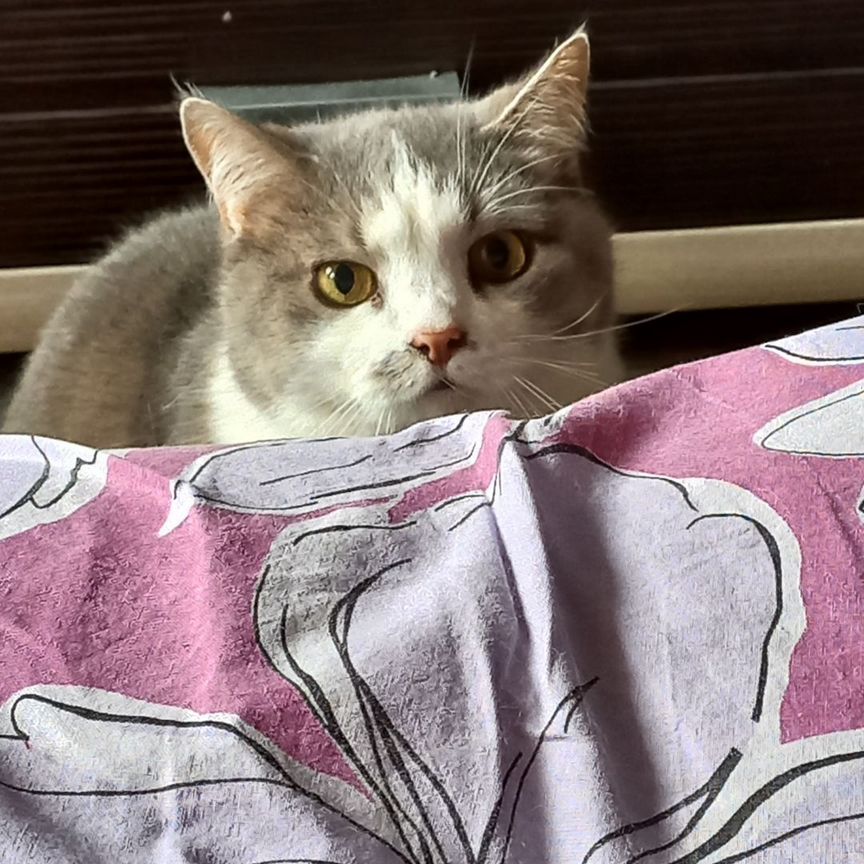 Кот Тимоша