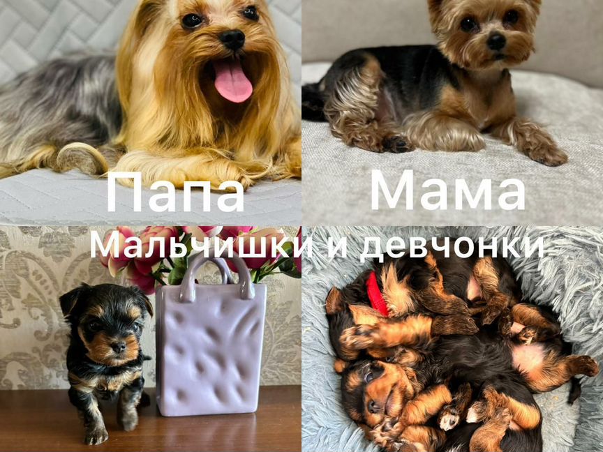 Йоркширский терьер мини щенки