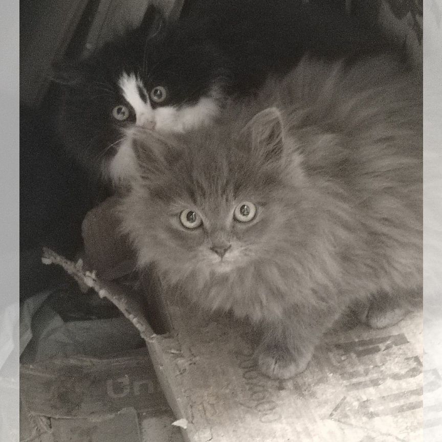 Сибирский котёнок