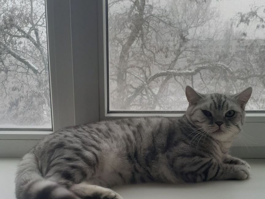 Отдам кота в добрые руки