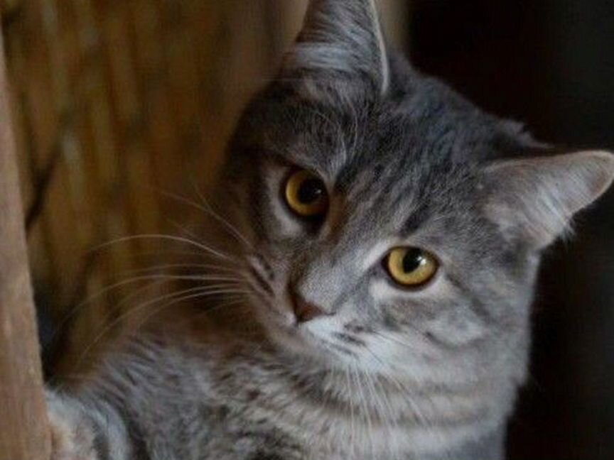 Красавица Полли в самые добрые руки