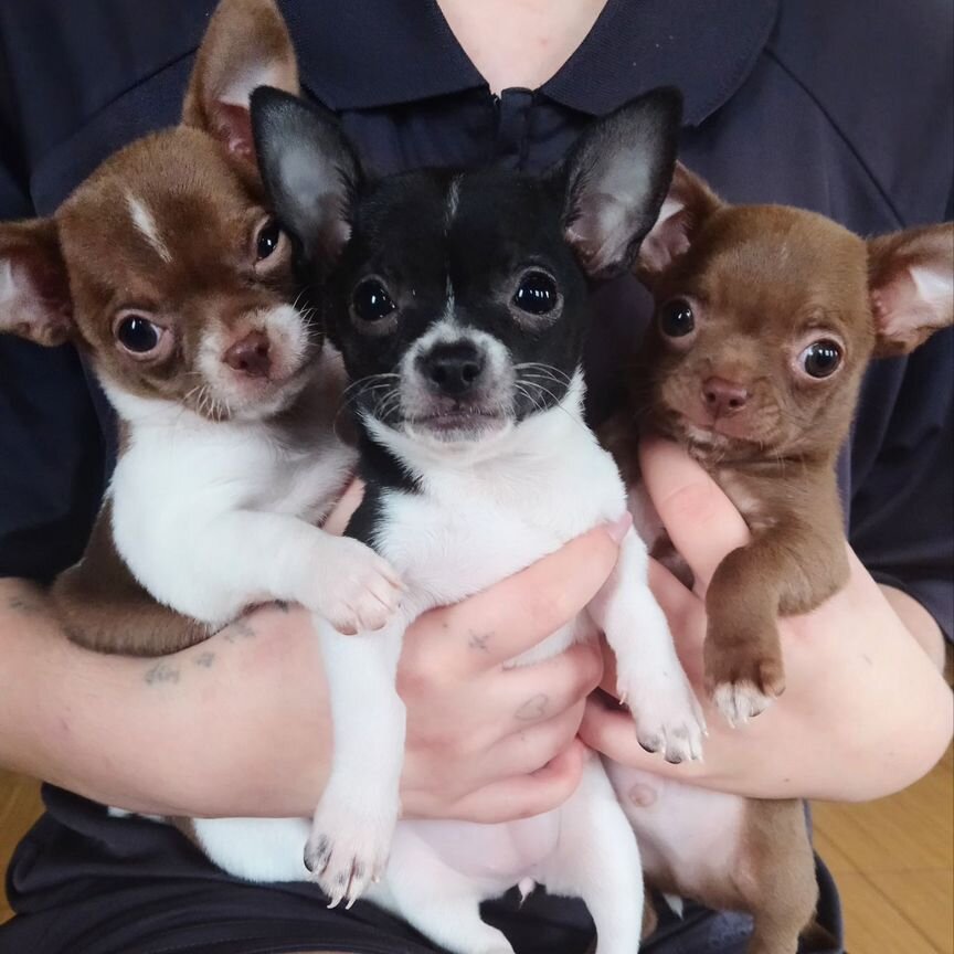 Щенки чихуахуа г/ш