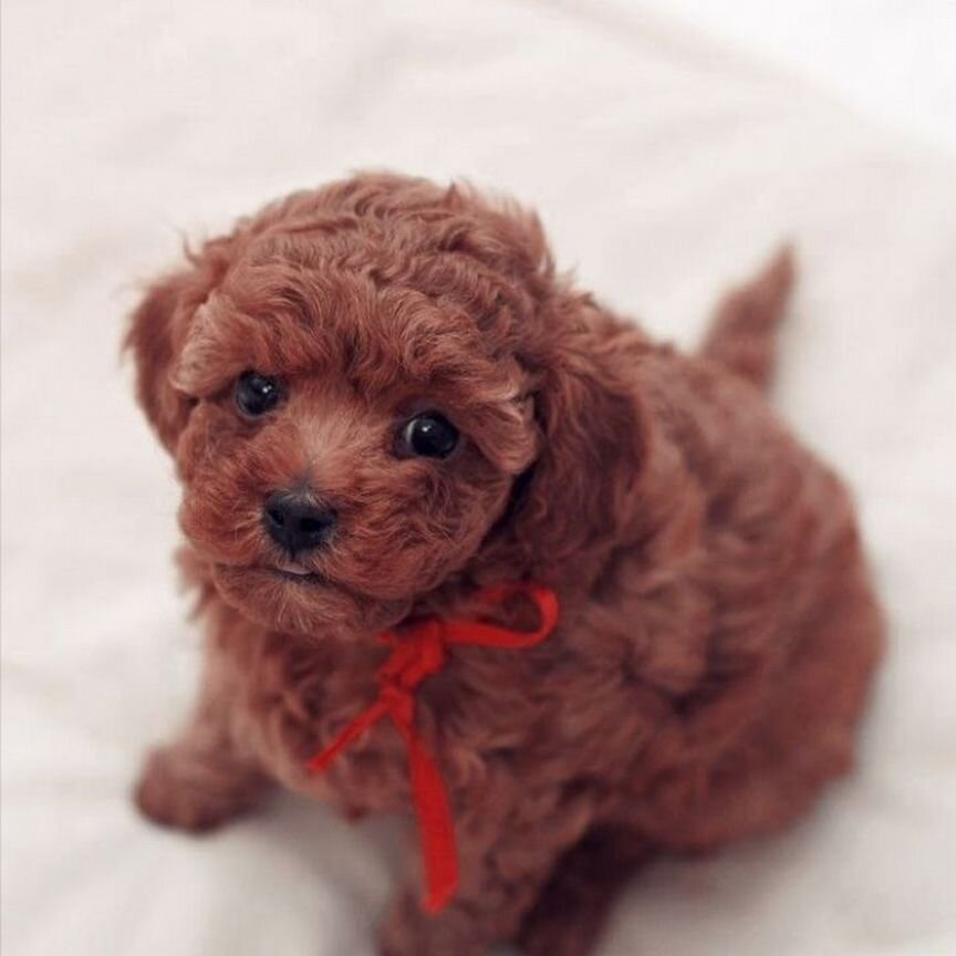 Той-пудель, щенок