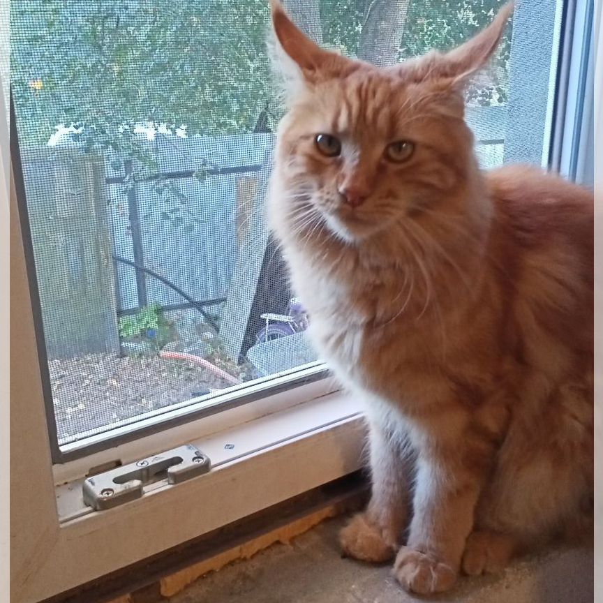 Мейн-кун котёнок