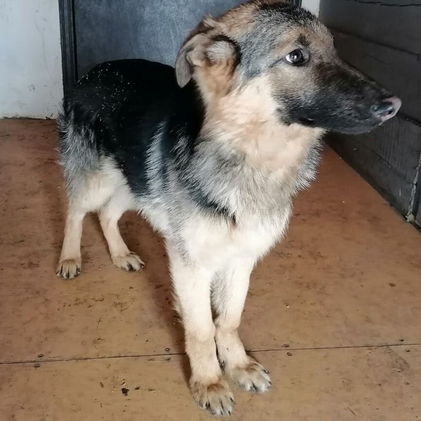 Собака немецкая Овчарка