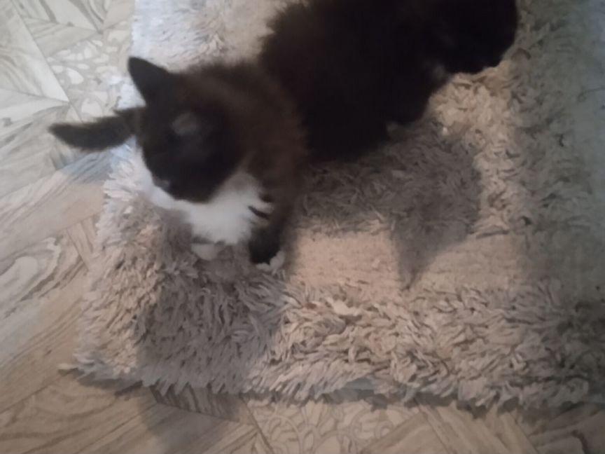 Отдам в добрые руки котят