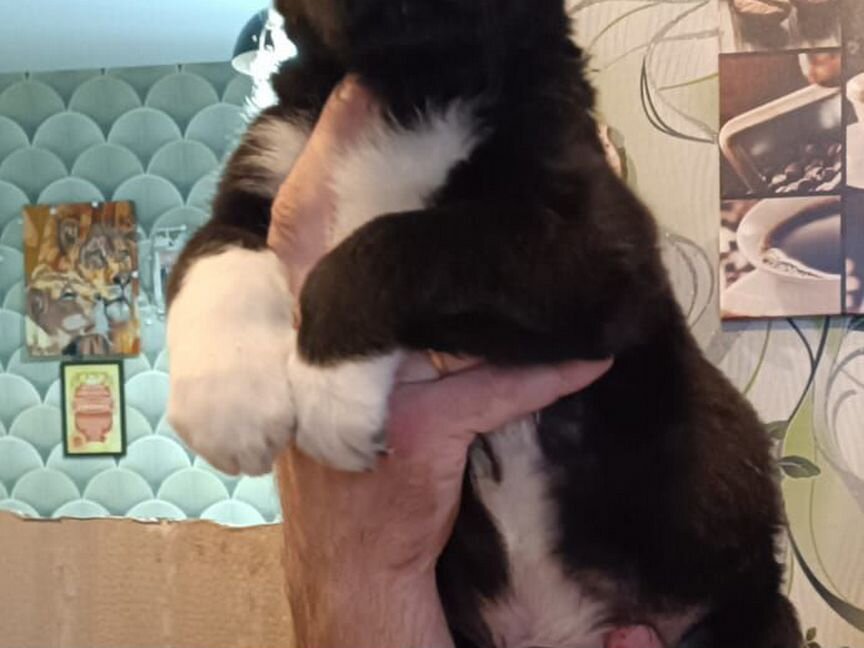 Щенки алабая