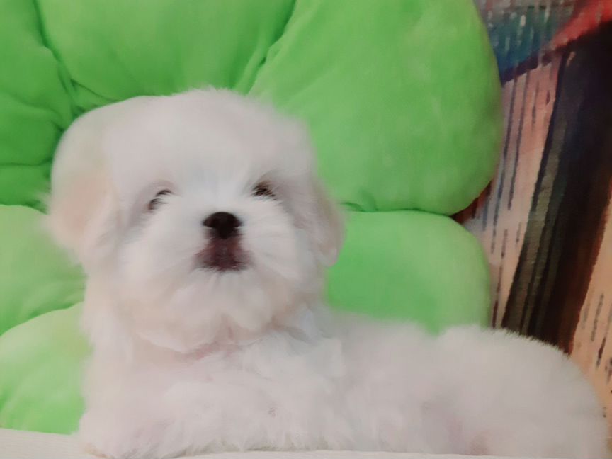 Девочка Мальтезе. РКФ. Щенки мальтезе