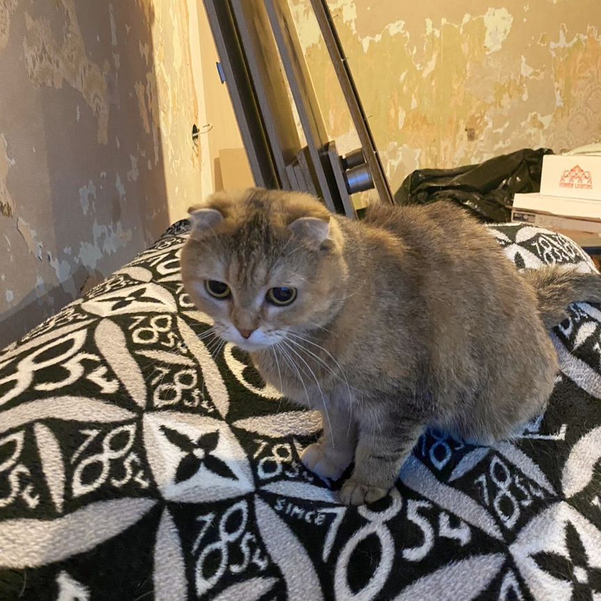 Кошки породистые бесплатно