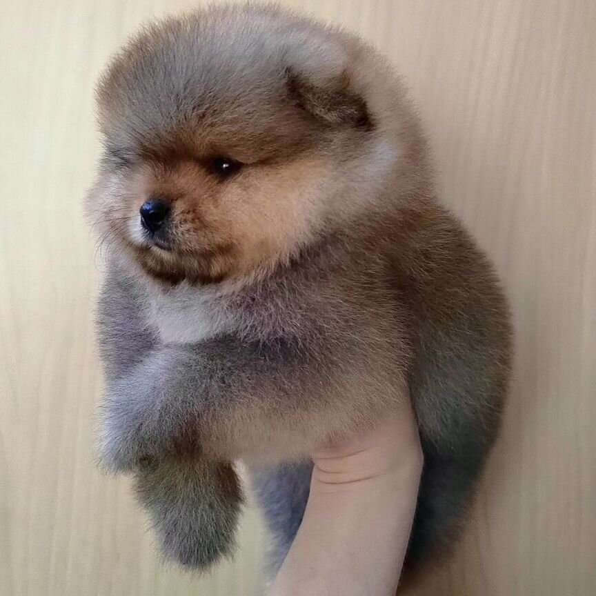 Щенки шпица