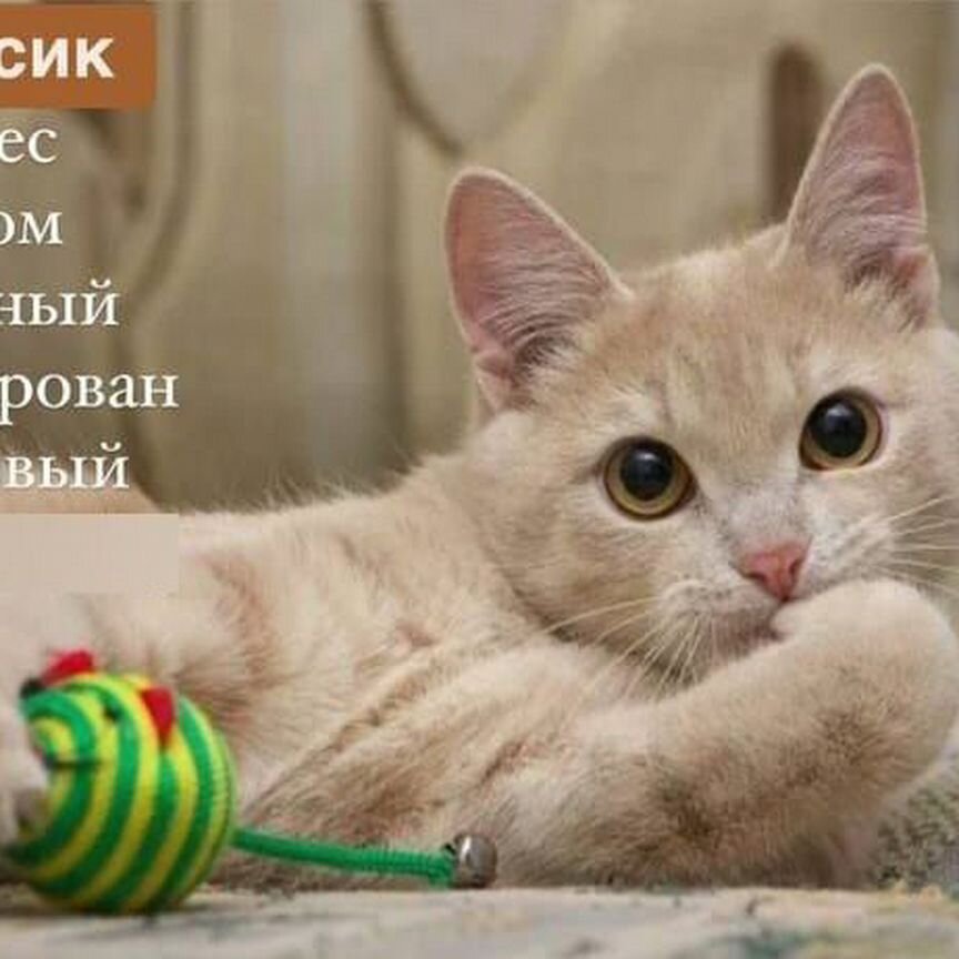 Красавчик в добрые руки