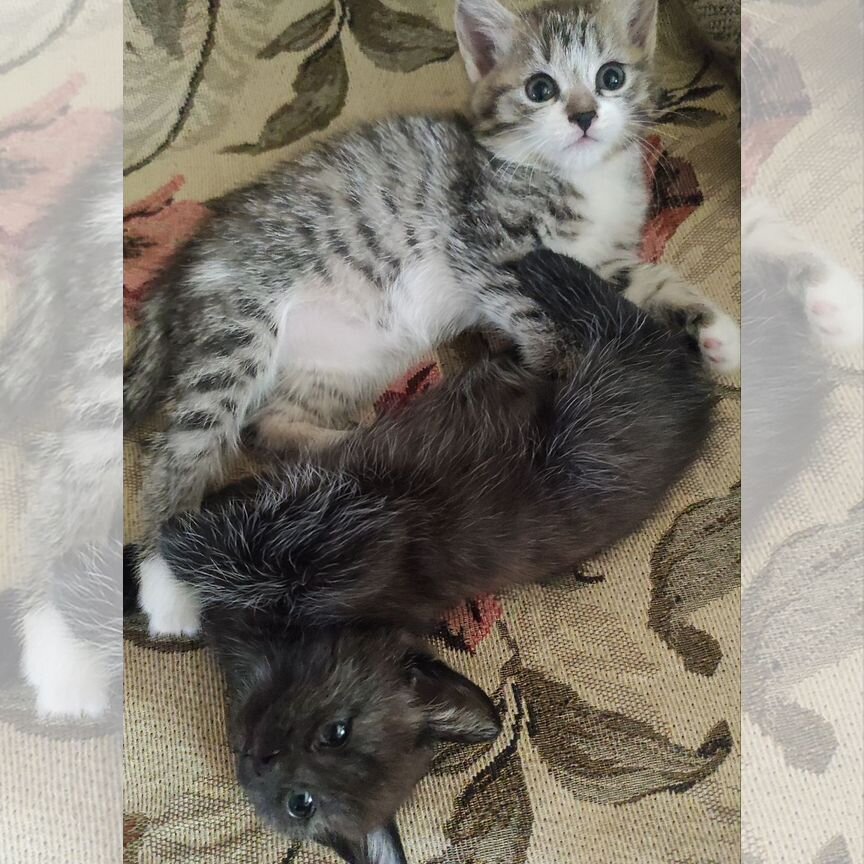 Победные котятки на счастье