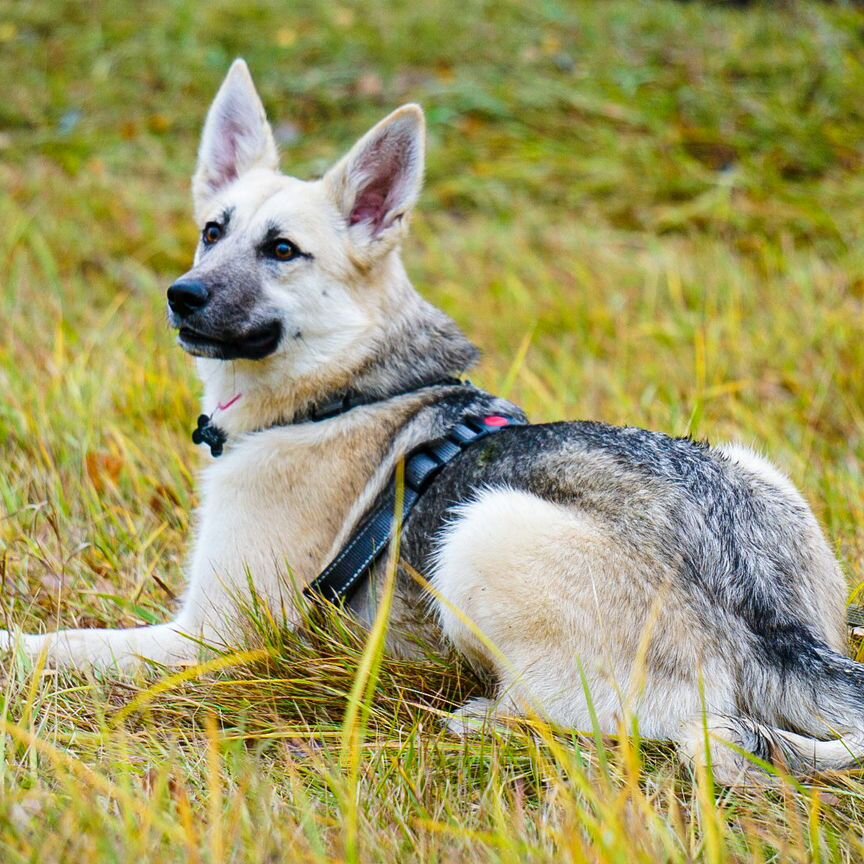 Бонита красотка в добрые руки