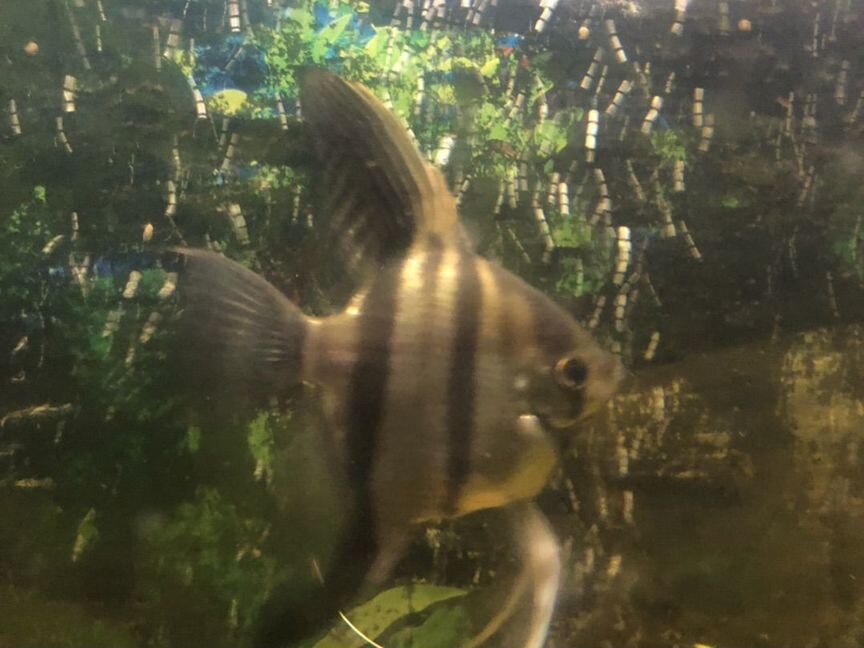 Скалярия крупная