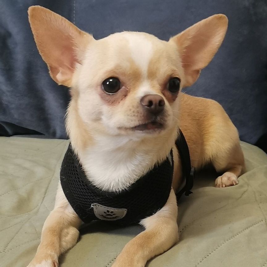 Чихуахуа, щенок