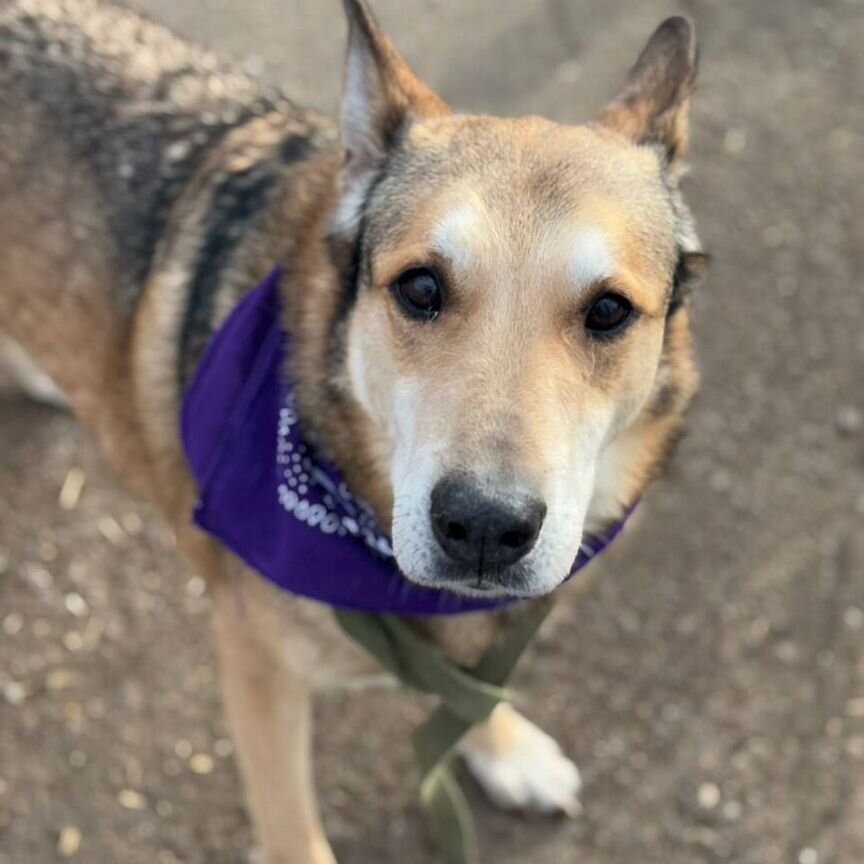 Собака в добрые руки