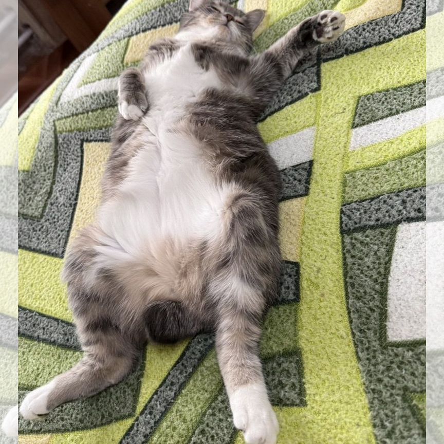 Курильский бобтейл короткошёрстный котёнок