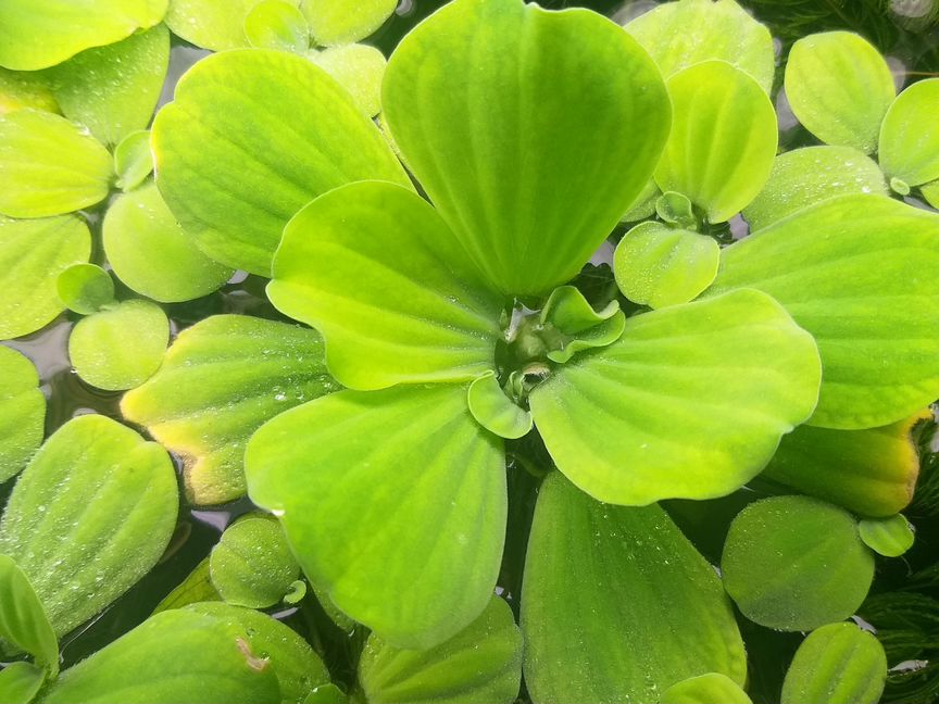 Растения пистия