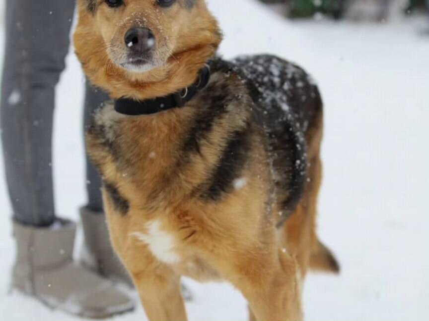 Собака в добрые руки