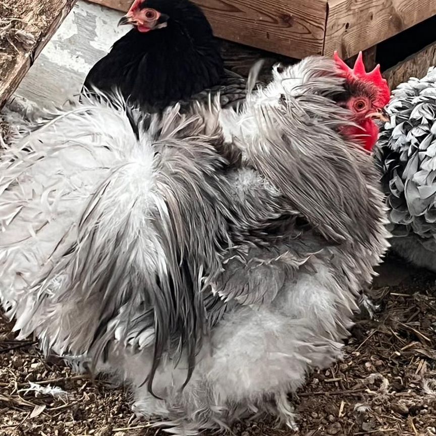 Карликовый кохинхин петух