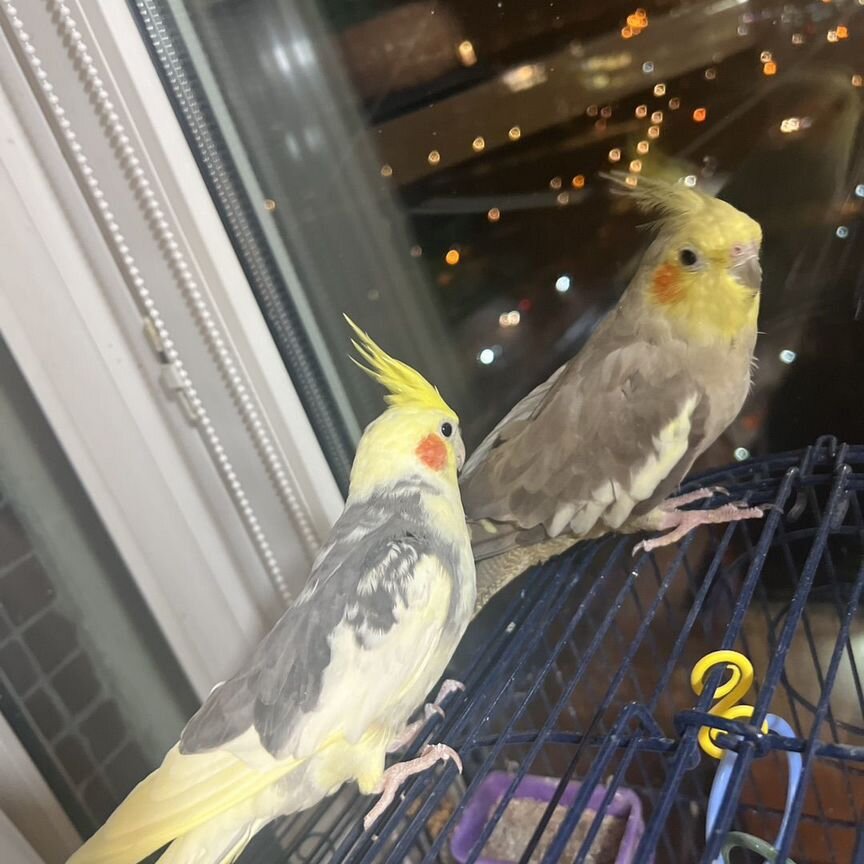 Попугаи корелла