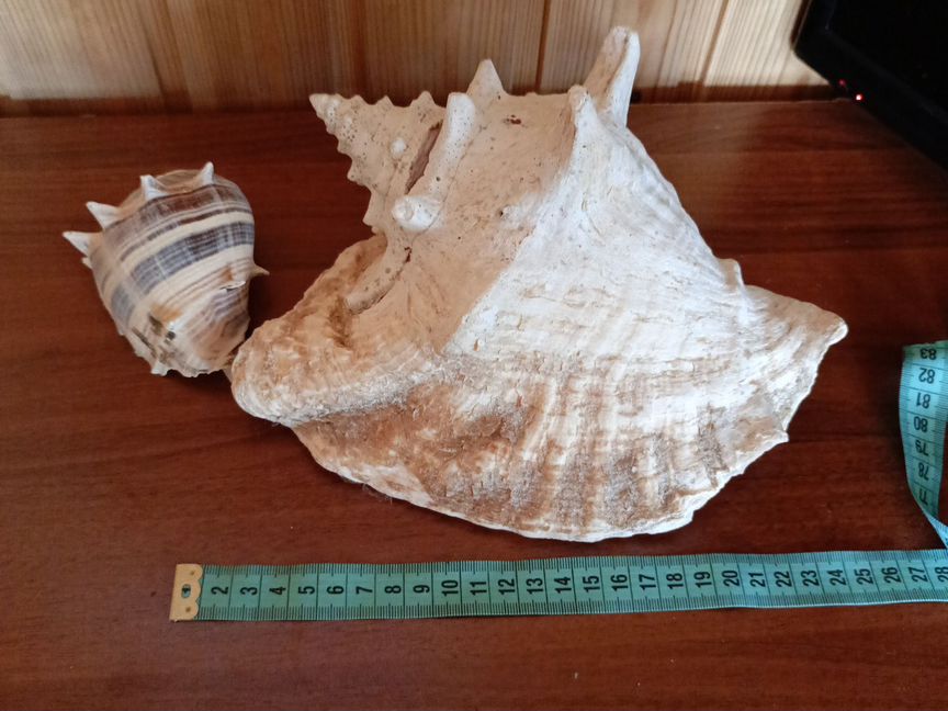 Морские ракушки раковины