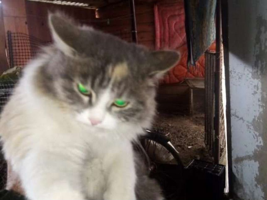 Котенок замерзает во дворе