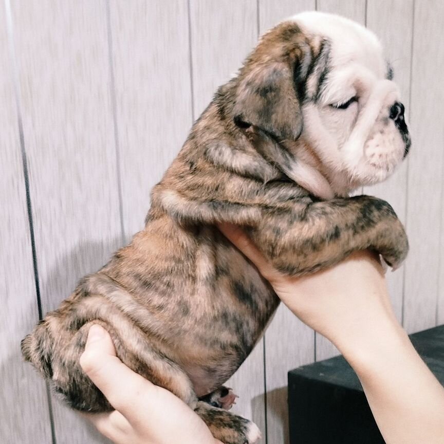 Английский бульдог, щенок