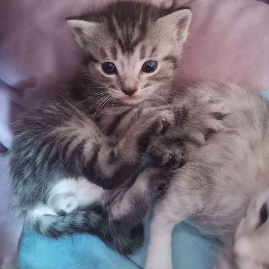 Шотландский прямоухий короткошёрстный котёнок