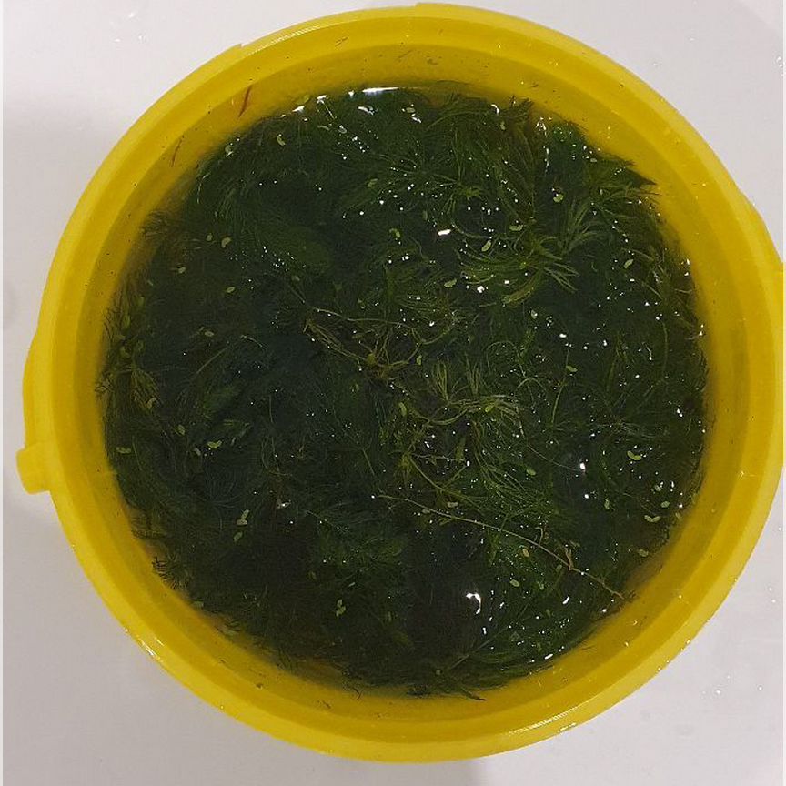 Водоросли роголистник (прополка)
