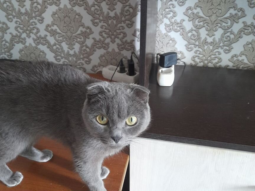 Британская вислоухая кошка