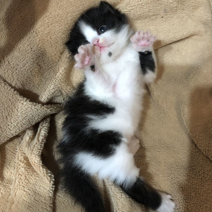 Домашние животные котята бесплатно