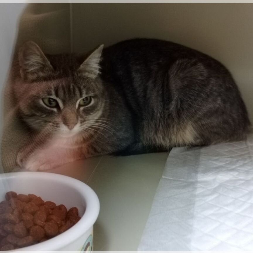 Взрослая, Девочка кошка в добрые руки