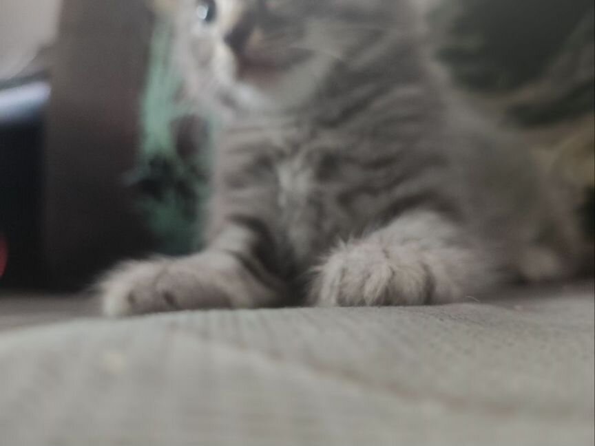 Кошка