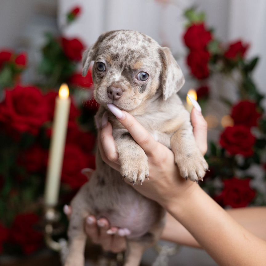 Прекрасный мальчик чихуахуа