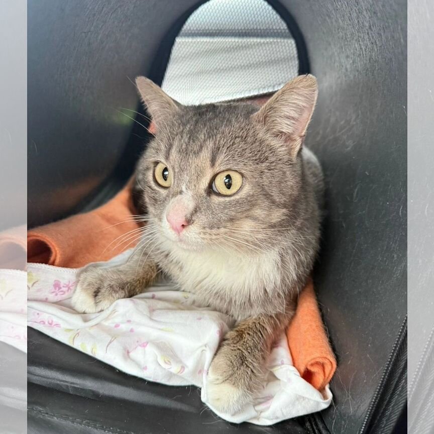 Котик Васька