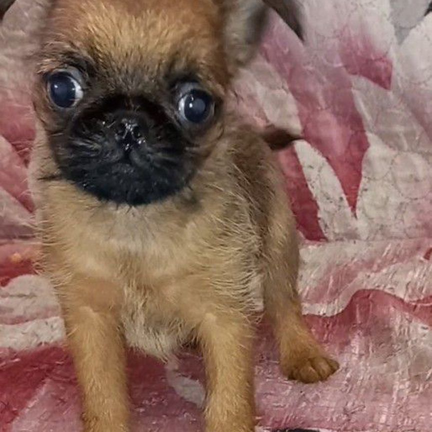 Гриффон пацанчик