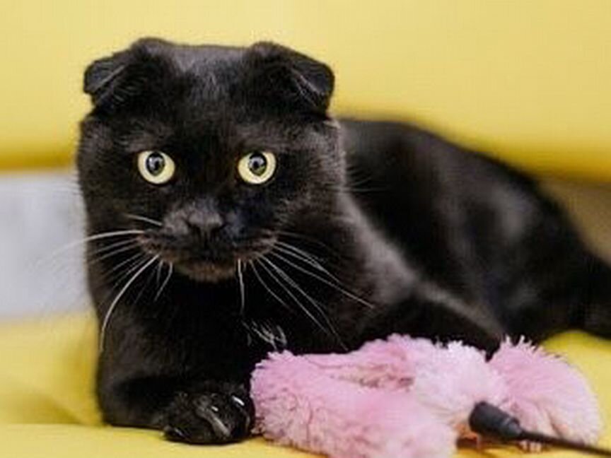 Кошечка Луна в добрые руки