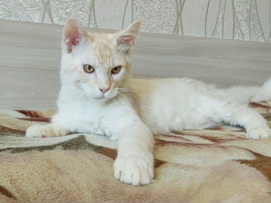 Мейн-кун котик с документами