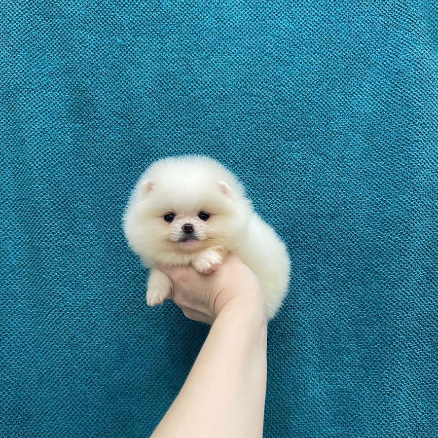 Шпиц крошечка