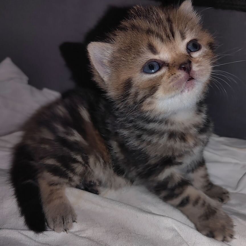 Шотландские котята