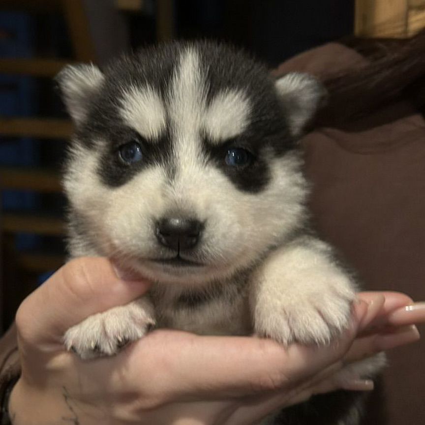 Сибирский хаски, щенок