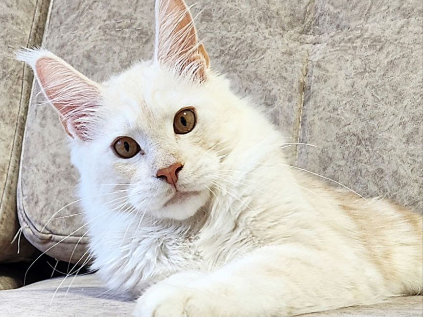 Мейн-кун мальчик