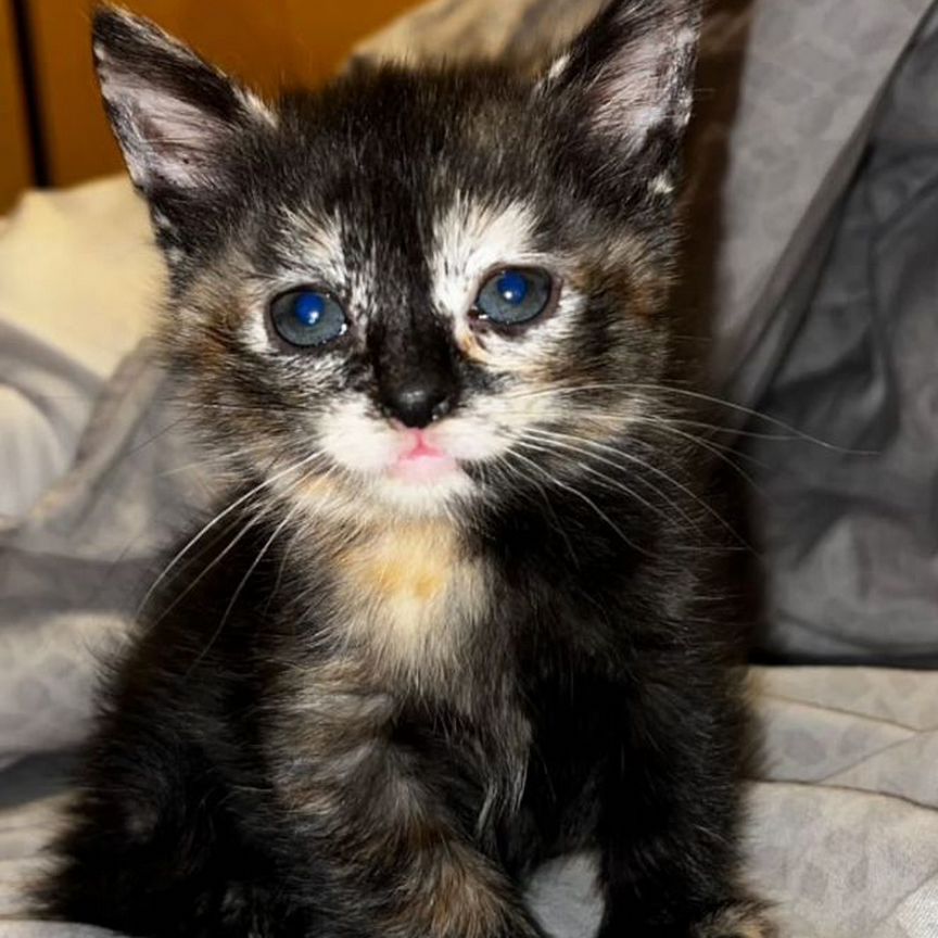 Котёнок необычного окраса