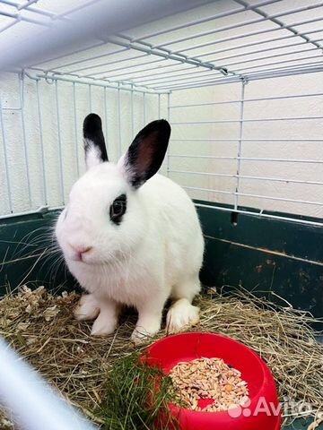 Кролик в добрые руки